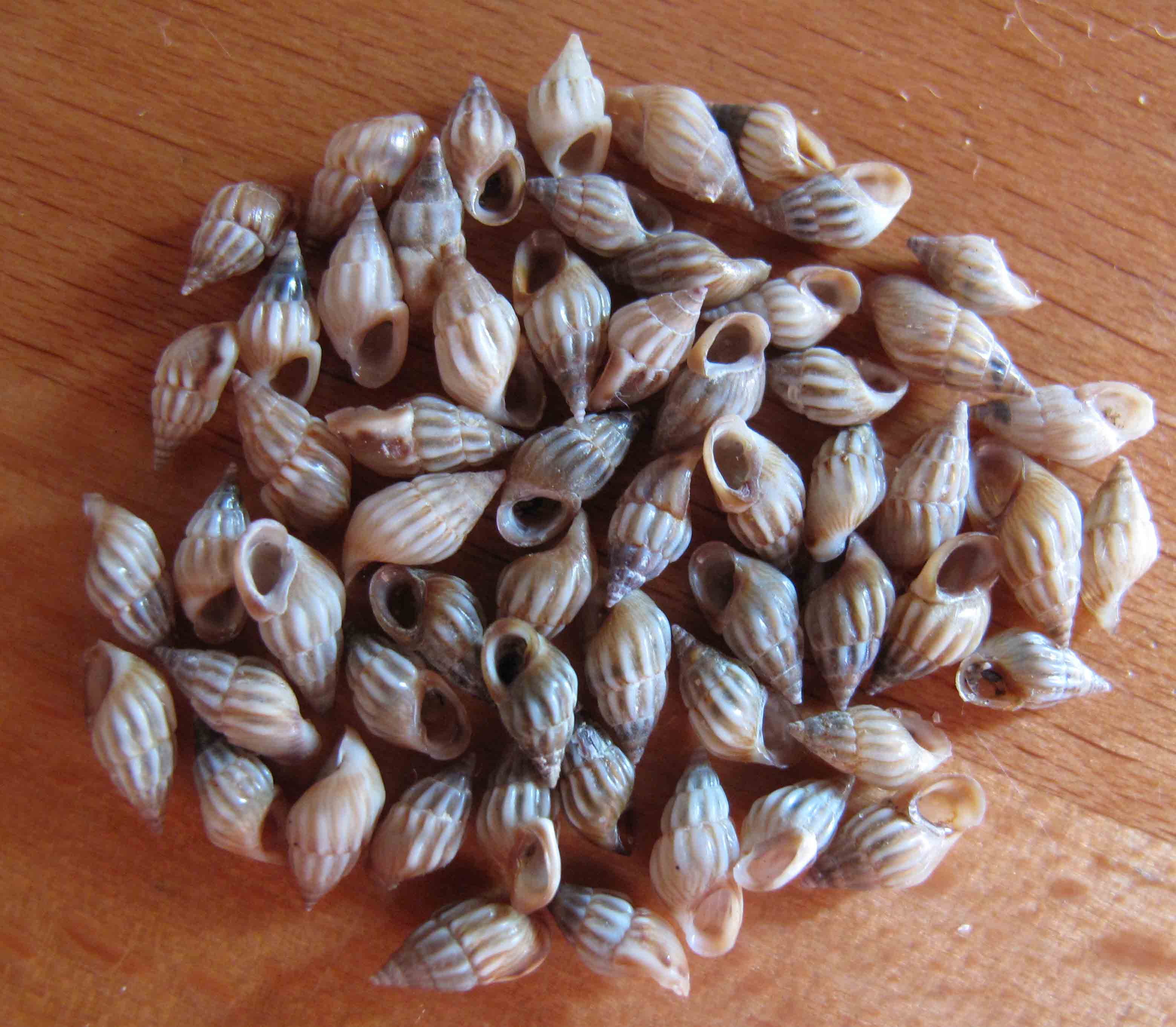 Rissoa labiosa? , Natura Mediterraneo | Forum Naturalistico